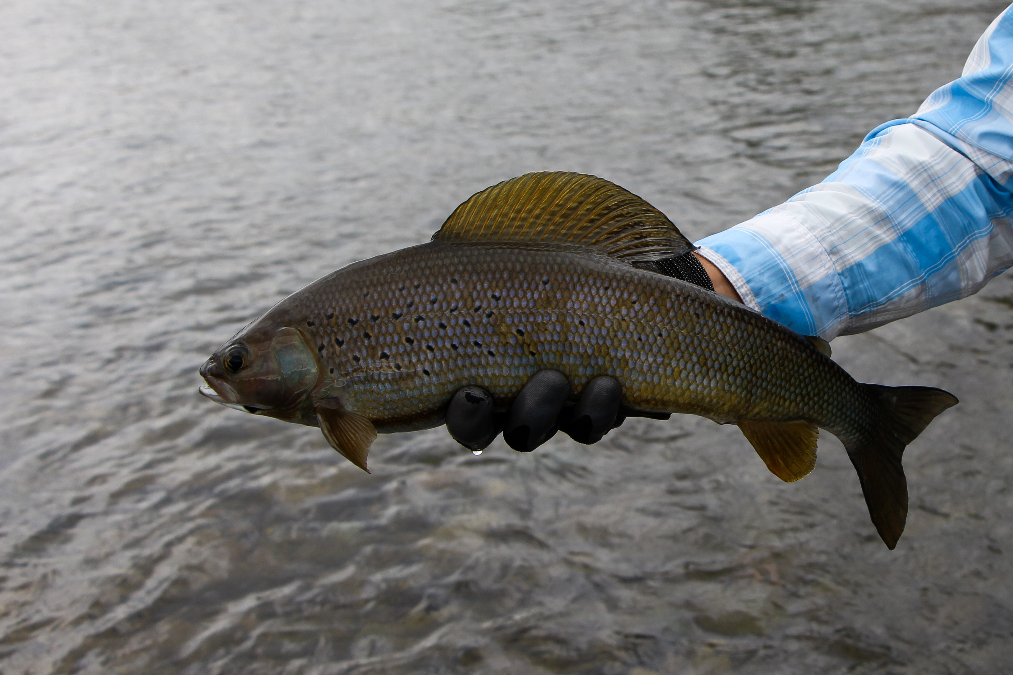 2015 Season - Middle Fork Goodnews River Fishing Expedition - Wild ...
